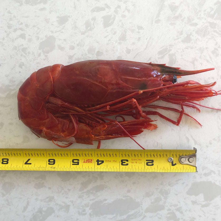 Spanish Red Carabineros Jumbo Prawns | Order Prawns Online at Kolikof ...